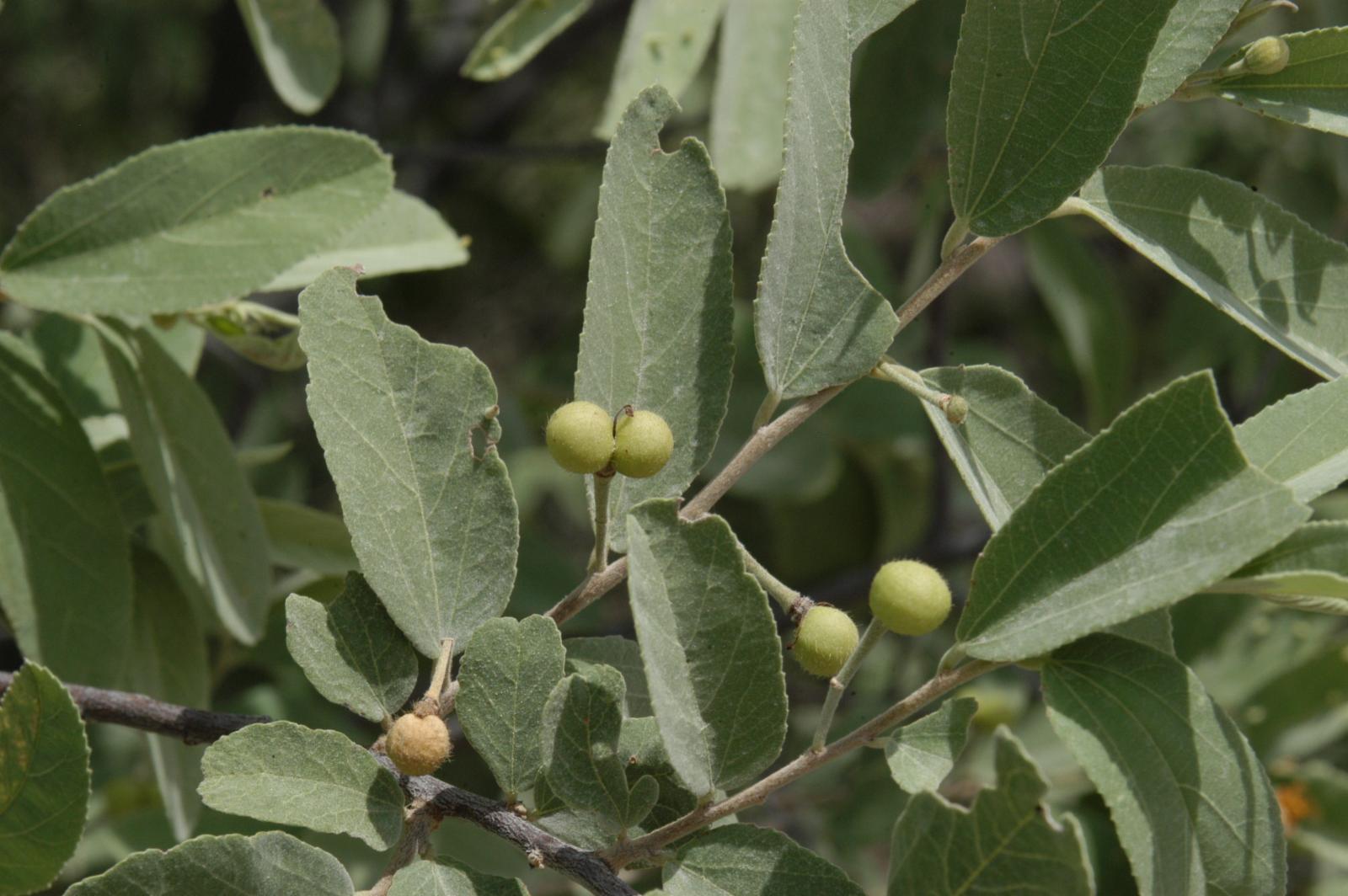 Grewia bicolor Juss. | Plants of the World Online | Kew Science