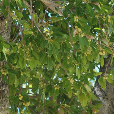 Ficus thonningii Blume | Plants of the World Online | Kew Science