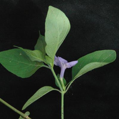 Ruellia prostrata Poir. | Plants of the World Online | Kew Science