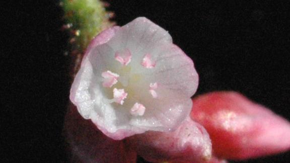 Persicaria strigosa (R.Br.) H.Gross | Plants of the World Online | Kew ...