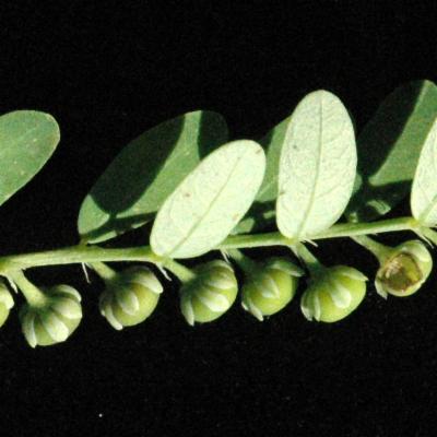 Phyllanthus L. | Plants of the World Online | Kew Science