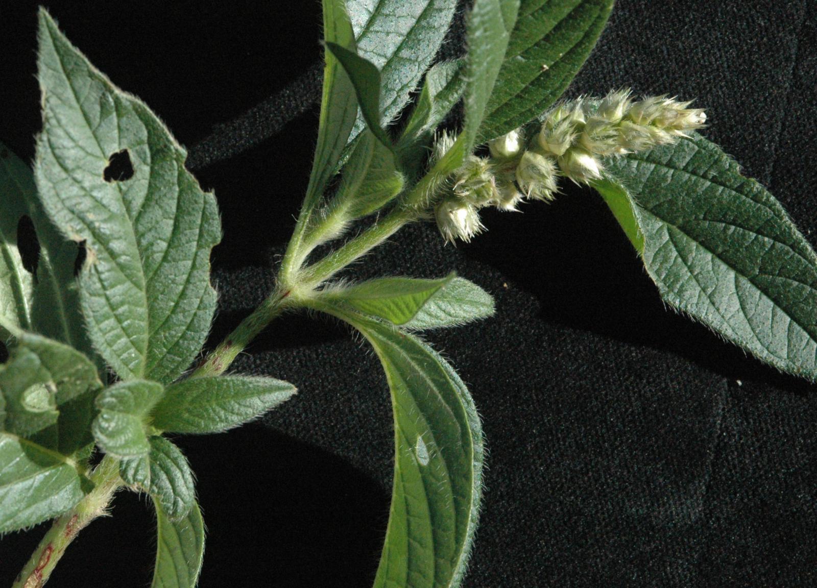 Cyathula orthacantha (Hochst. ex Asch.) Schinz | Plants of the World ...