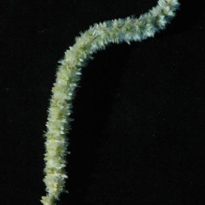 Kyphocarpa angustifolia (Moq.) Lopr. | Plants of the World Online | Kew ...