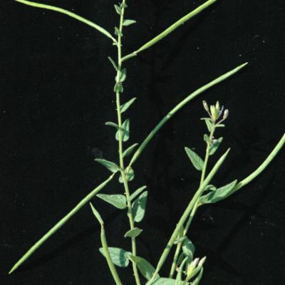 Cleome monophylla L. | Plants of the World Online | Kew Science