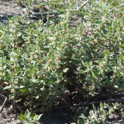 Aizoon secundum L.f. | Plants of the World Online | Kew Science