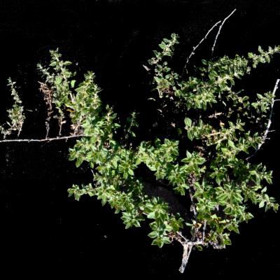 Aizoon secundum L.f. | Plants of the World Online | Kew Science