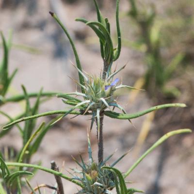 Blepharis Juss. | Plants of the World Online | Kew Science