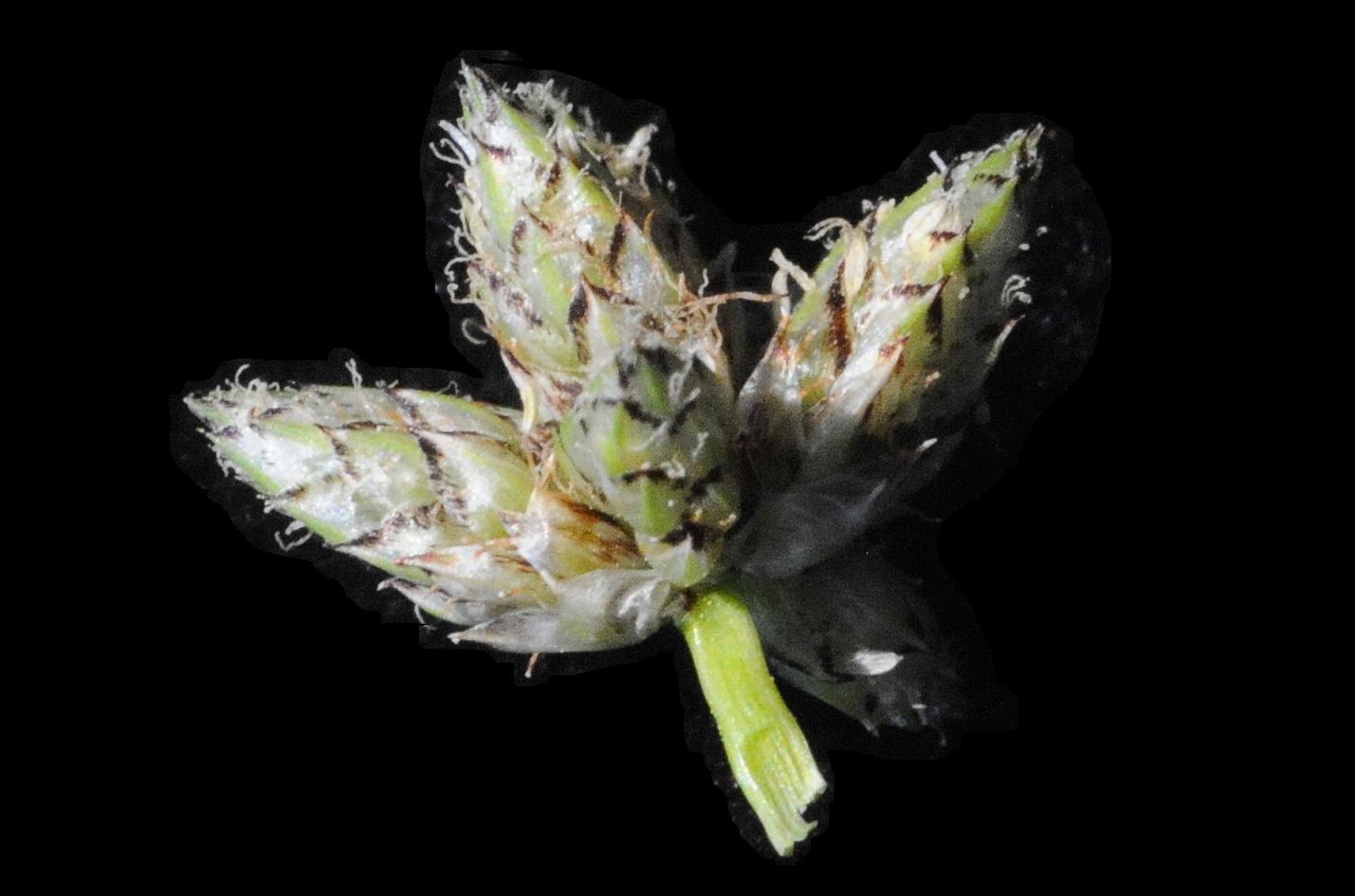 Schoenoplectiella muricinux (C.B.Clarke) J.R.Starr | Plants of the ...