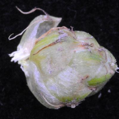 Schoenoplectiella Lye | Plants of the World Online | Kew Science