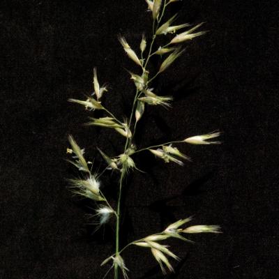 Schmidtia pappophoroides Steud. ex J.A.Schmidt | Plants of the World ...