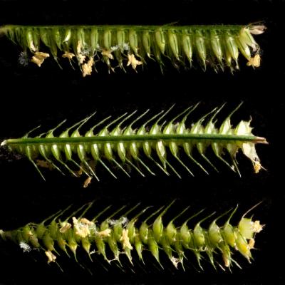 Dactyloctenium australe Steud. | Plants of the World Online | Kew Science