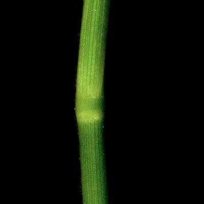 Dactyloctenium australe Steud. | Plants of the World Online | Kew Science