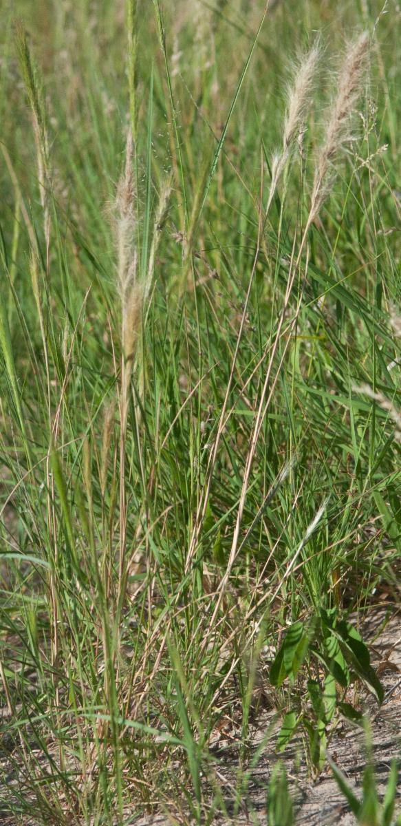 Aristida congesta Roem. & Schult. | Plants of the World Online | Kew ...