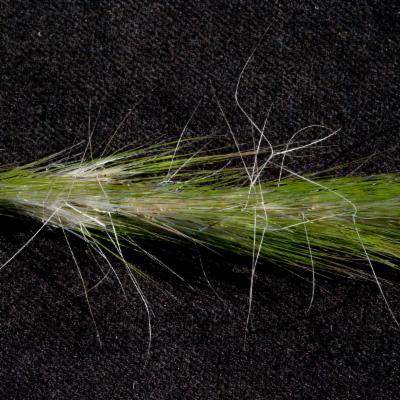 Aristida congesta Roem. & Schult. | Plants of the World Online | Kew ...