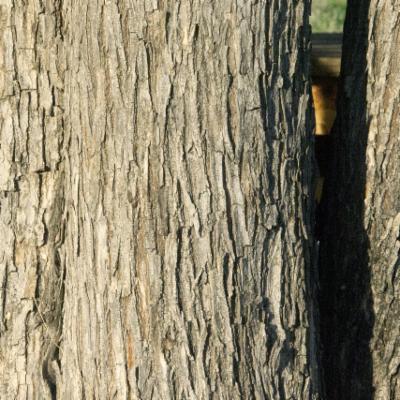 Terminalia prunioides M.A.Lawson | Plants of the World Online | Kew Science