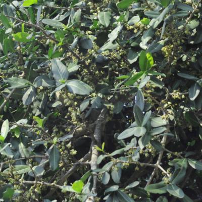 Garcinia livingstonei T.Anderson | Plants of the World Online | Kew Science