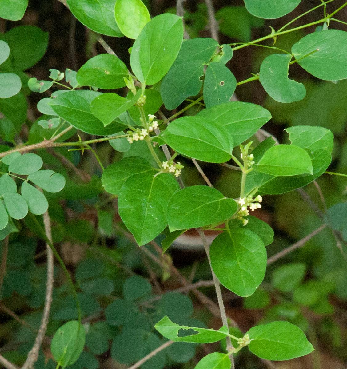 Gymnema sylvestre (Retz.) R.Br. ex Sm. | Plants of the World Online ...