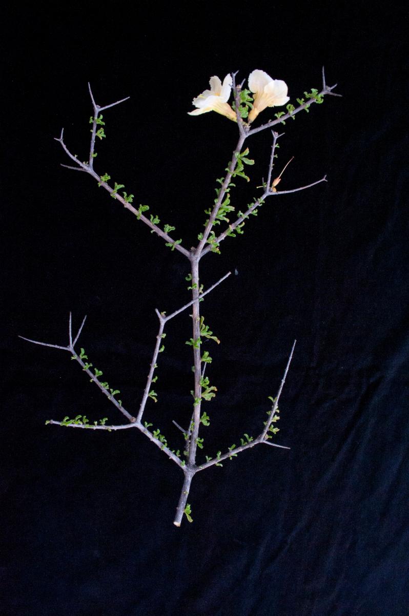 Rhigozum trichotomum Burch. | Plants of the World Online | Kew Science