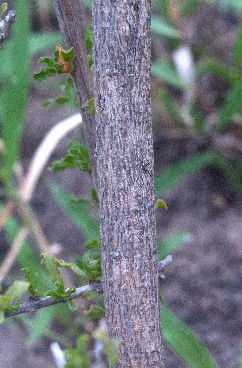 Rhigozum trichotomum Burch. | Plants of the World Online | Kew Science