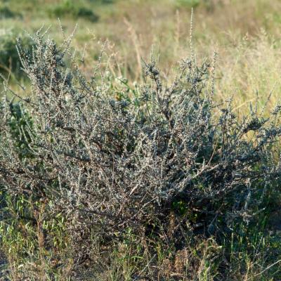 Caroxylon rabieanum (C.A.Sm. ex I.Verd.) Mucina | Plants of the World ...