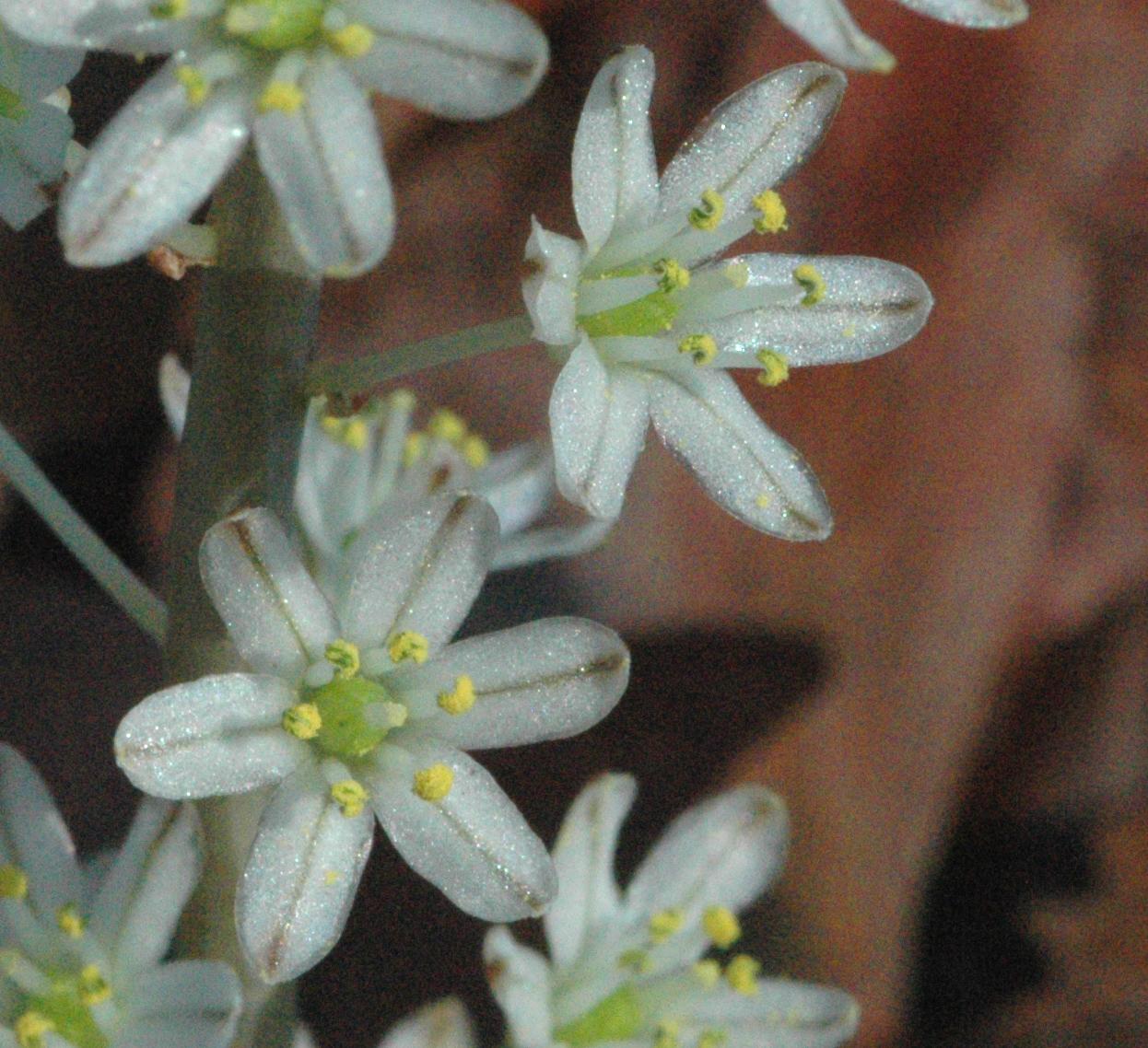 Drimia multisetosa (Baker) Jessop | Plants of the World Online | Kew ...
