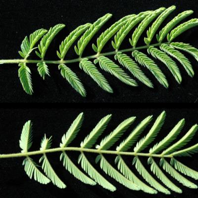 Albizia Durazz. | Plants of the World Online | Kew Science