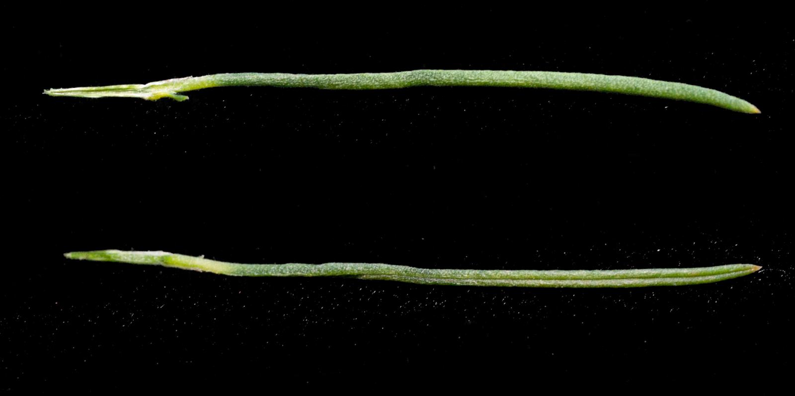 Limeum fenestratum (Fenzl) Heimerl | Plants of the World Online | Kew ...