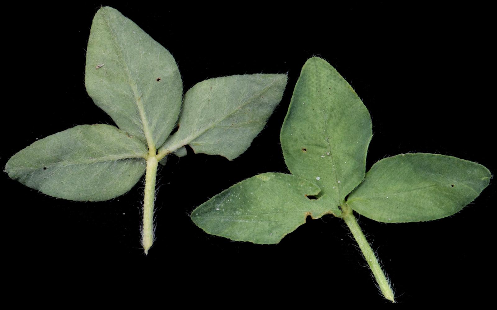 Stylosanthes Sw. | Plants of the World Online | Kew Science