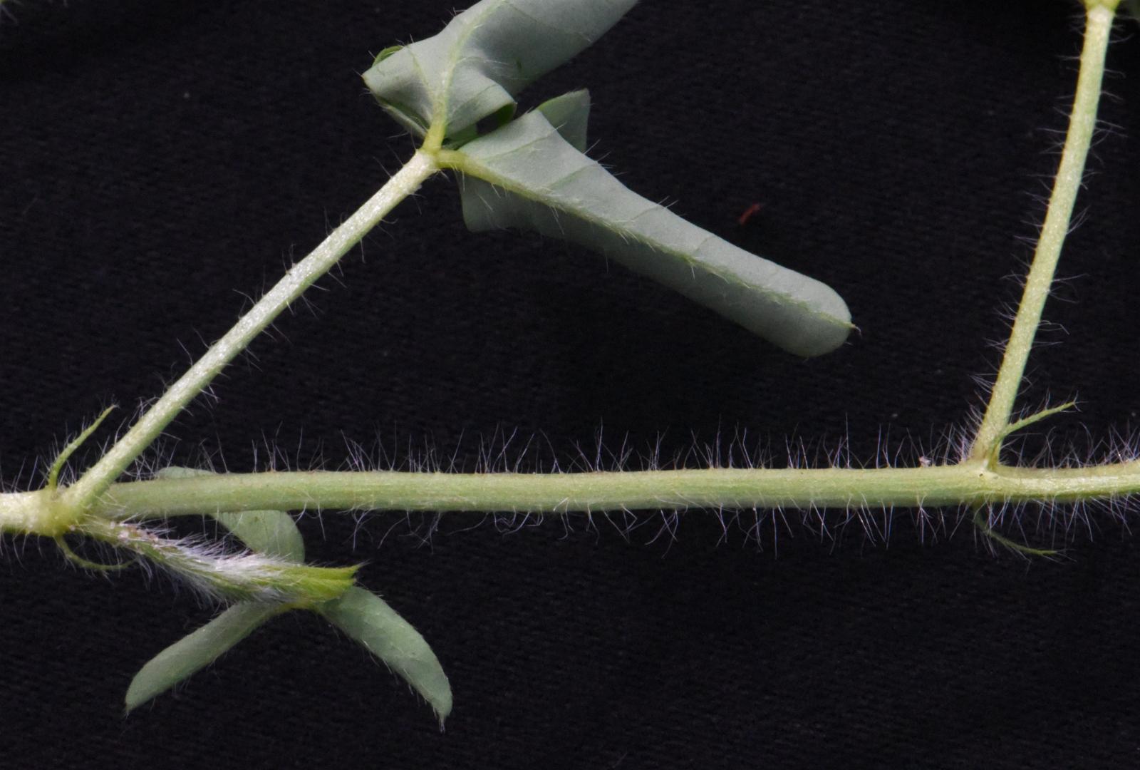 Stylosanthes Sw. | Plants of the World Online | Kew Science