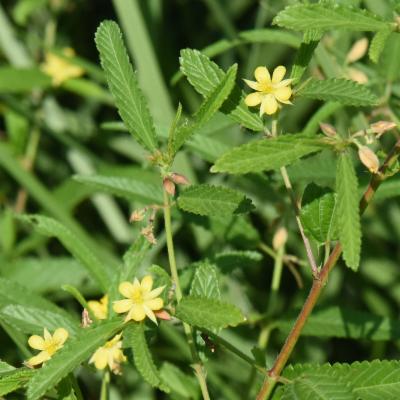 Corchorus L. | Plants of the World Online | Kew Science