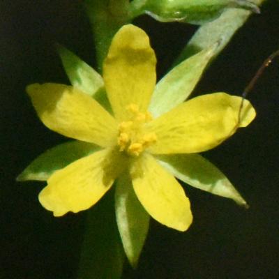 Corchorus olitorius L. | Plants of the World Online | Kew Science