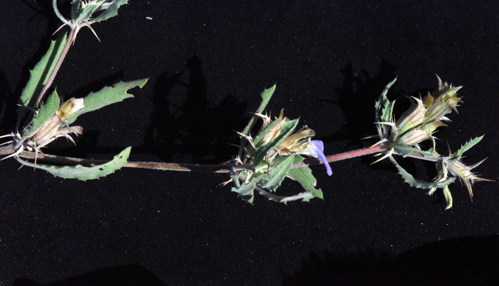 Blepharis subvolubilis C.B.Clarke | Plants of the World Online | Kew ...