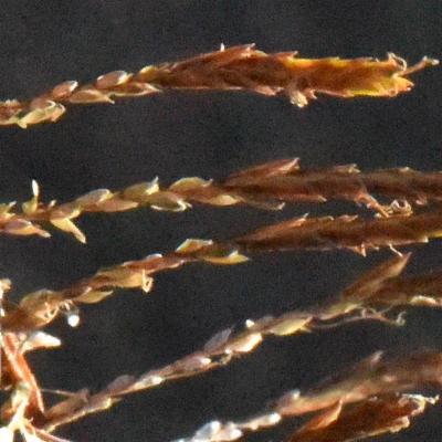 Cyperus digitatus subsp. auricomus (Sieber ex Spreng.) Kük. | Plants of ...