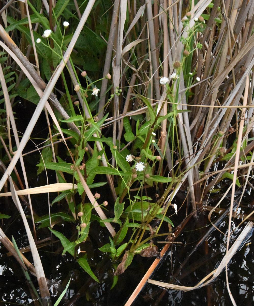 Adenostemma afrum DC. | Plants of the World Online | Kew Science