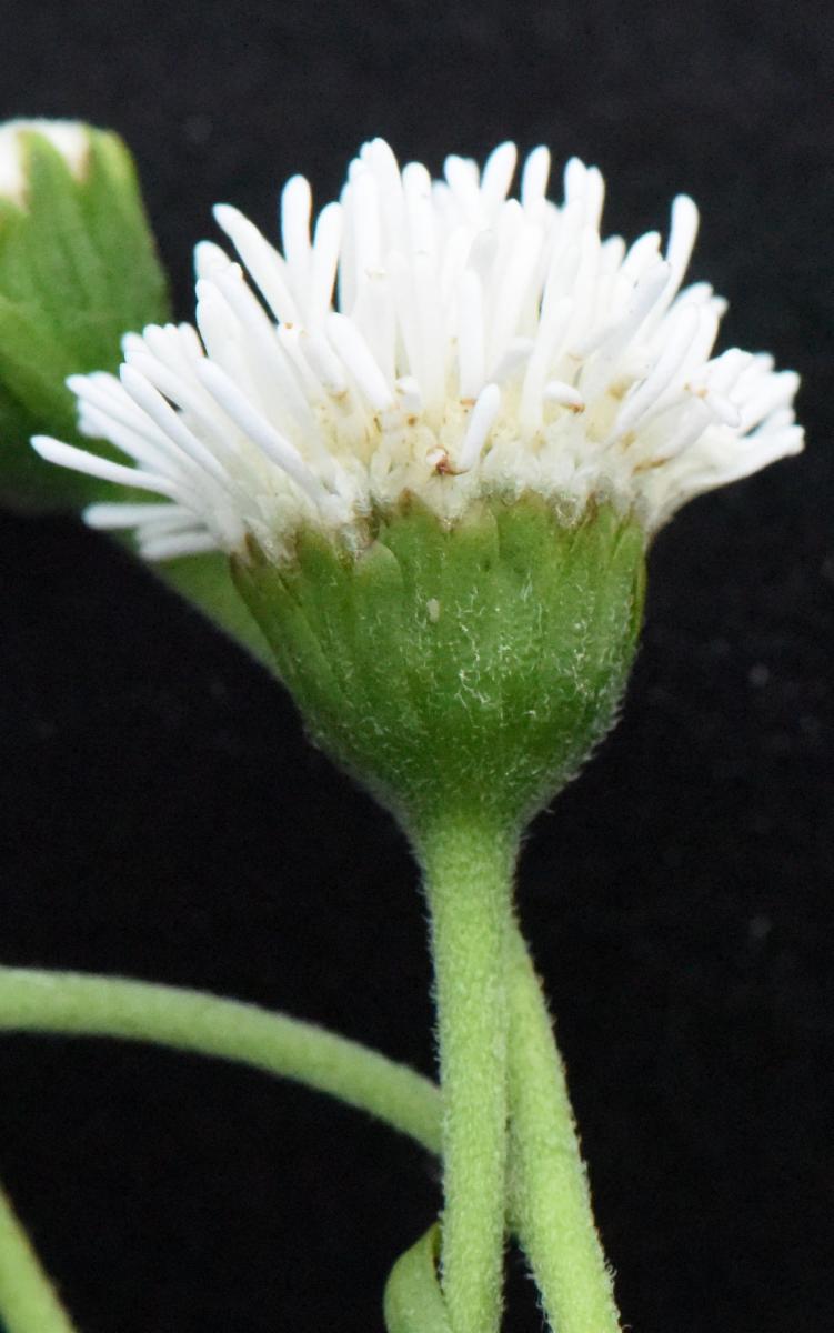 Adenostemma afrum DC. | Plants of the World Online | Kew Science