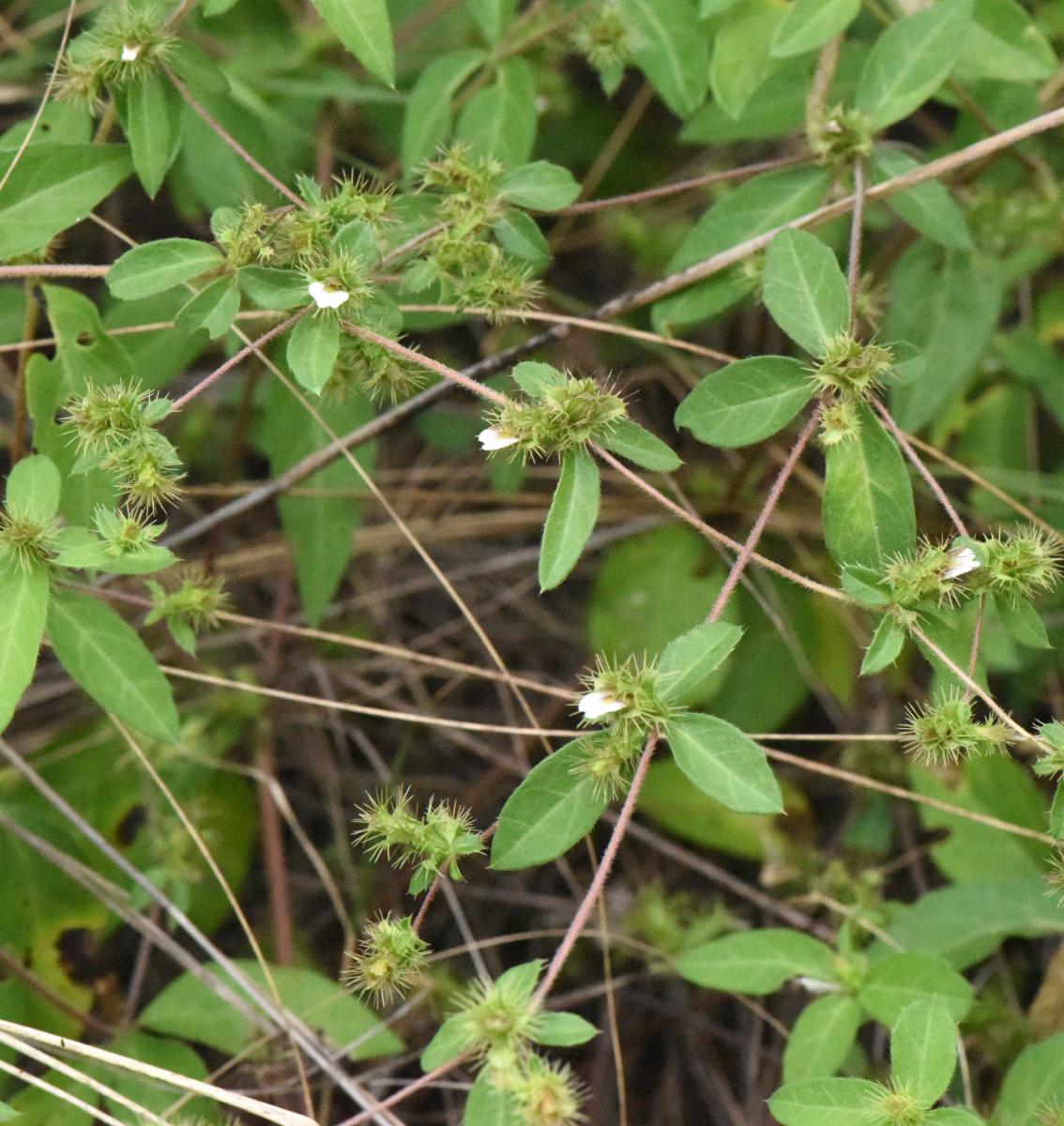 Blepharis maderaspatensis (L.) B.Heyne ex Roth | Plants of the World ...