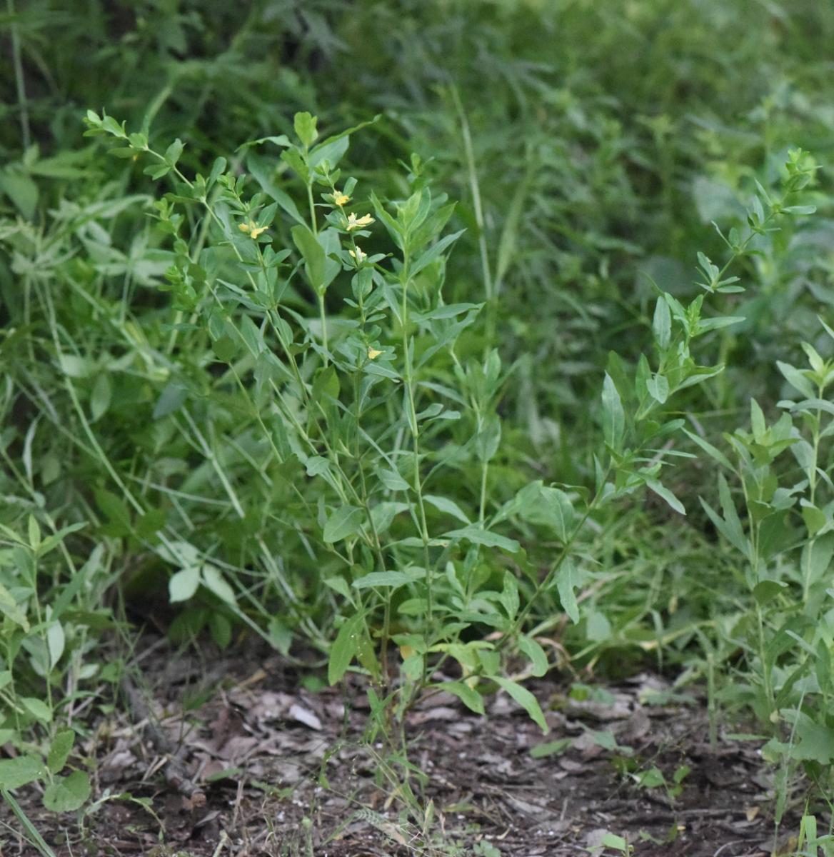 Justicia flava (Forssk.) Vahl | Plants of the World Online | Kew Science