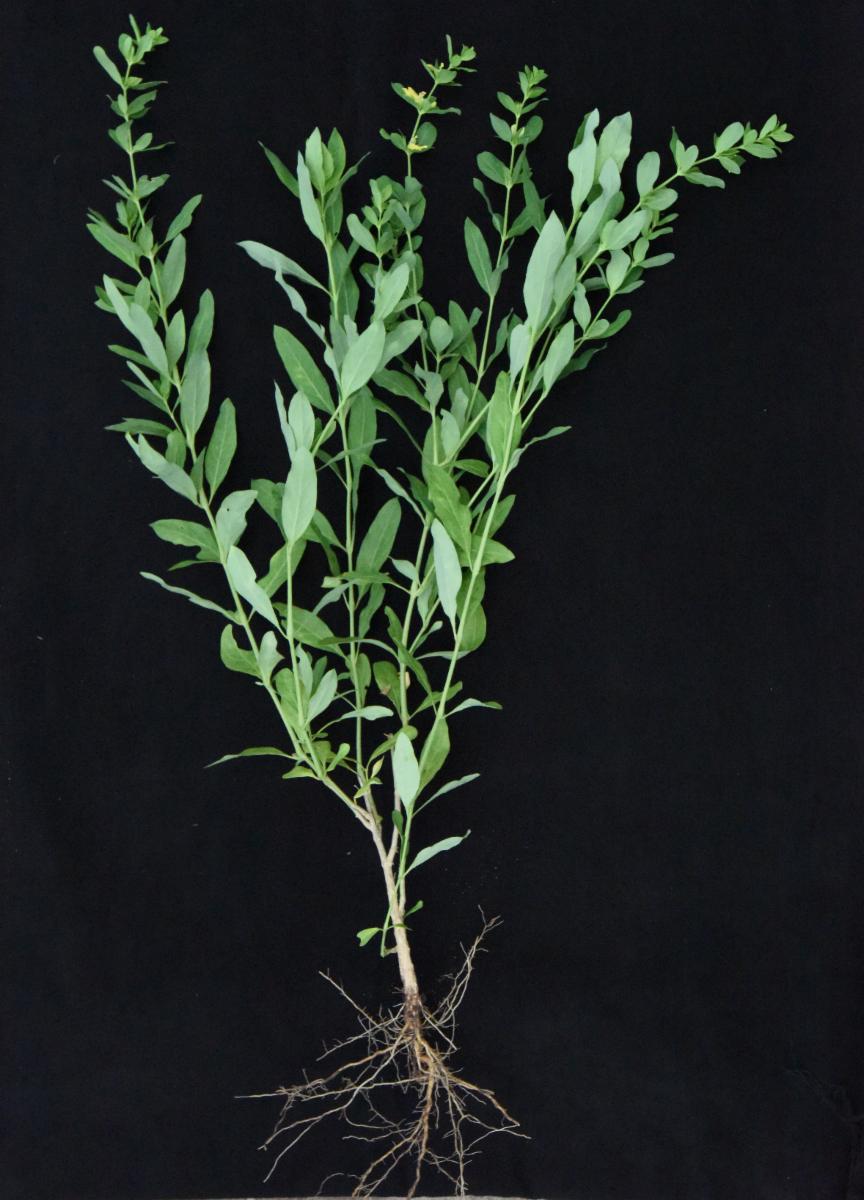 Justicia flava (Forssk.) Vahl | Plants of the World Online | Kew Science