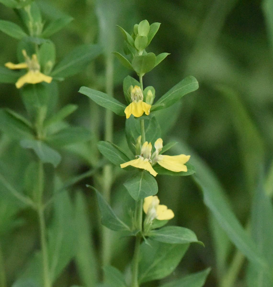 Justicia flava (Forssk.) Vahl | Plants of the World Online | Kew Science