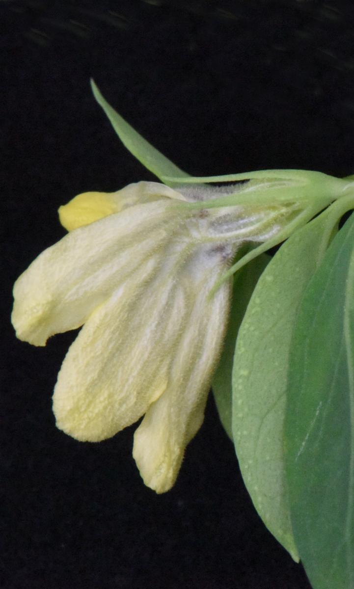 Justicia flava (Forssk.) Vahl | Plants of the World Online | Kew Science