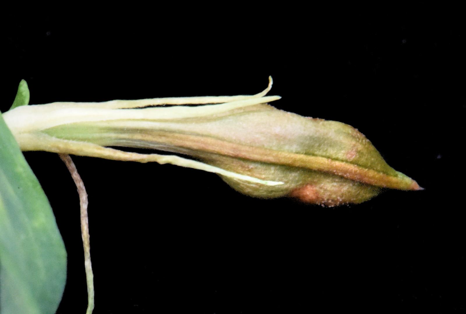 Justicia flava (Forssk.) Vahl | Plants of the World Online | Kew Science