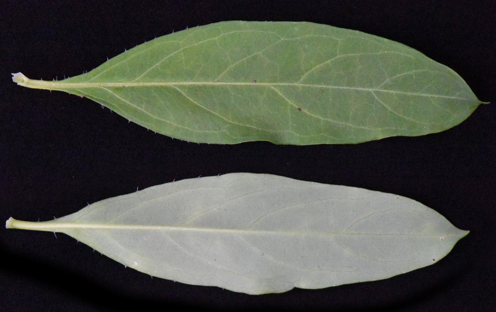 Justicia flava (Forssk.) Vahl | Plants of the World Online | Kew Science