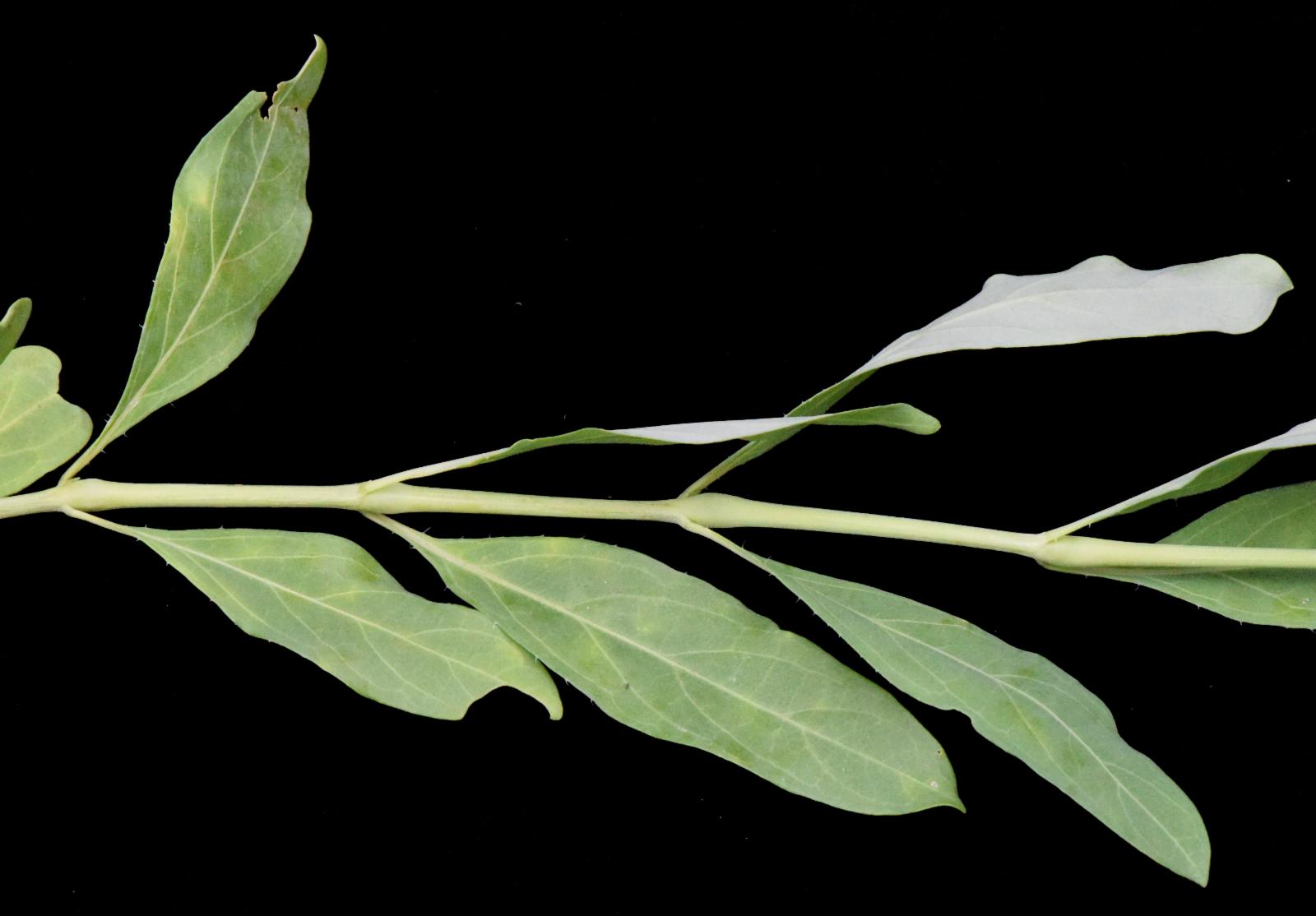 Justicia flava (Forssk.) Vahl | Plants of the World Online | Kew Science