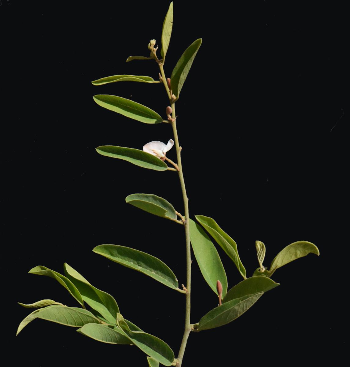 Baphia massaiensis Taub. | Plants of the World Online | Kew Science