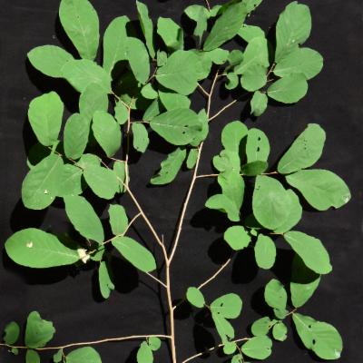Monanthotaxis obovata (Benth.) P.H.Hoekstra | Plants of the World ...