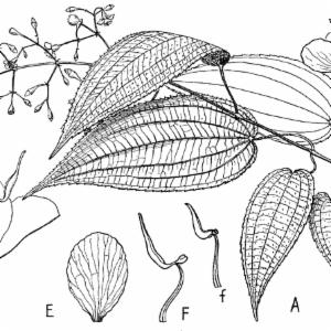Dinophora spenneroides Benth. | Plants of the World Online | Kew Science
