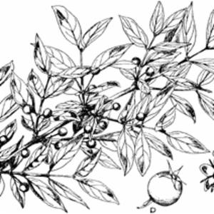 Feretia apodanthera Delile | Plants of the World Online | Kew Science