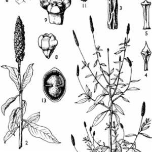 Sphenoclea zeylanica Gaertn. | Plants of the World Online | Kew Science