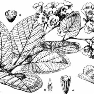 Cordia africana Lam. | Plants of the World Online | Kew Science
