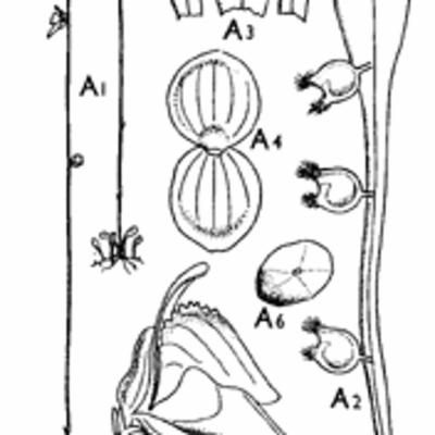 Utricularia arenaria A.DC. | Plants of the World Online | Kew Science